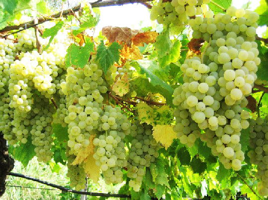Corte Moschina e a Durella na Mondoroso | Divino Guia